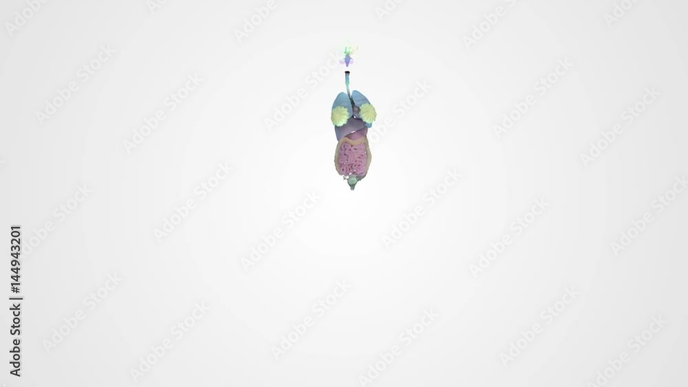 female body with organs and skeleton transparent walk cycle white ...