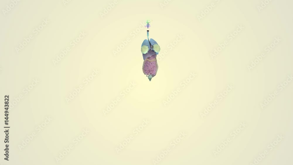 female body with organs and skeleton transparent walk cycle yellow ...