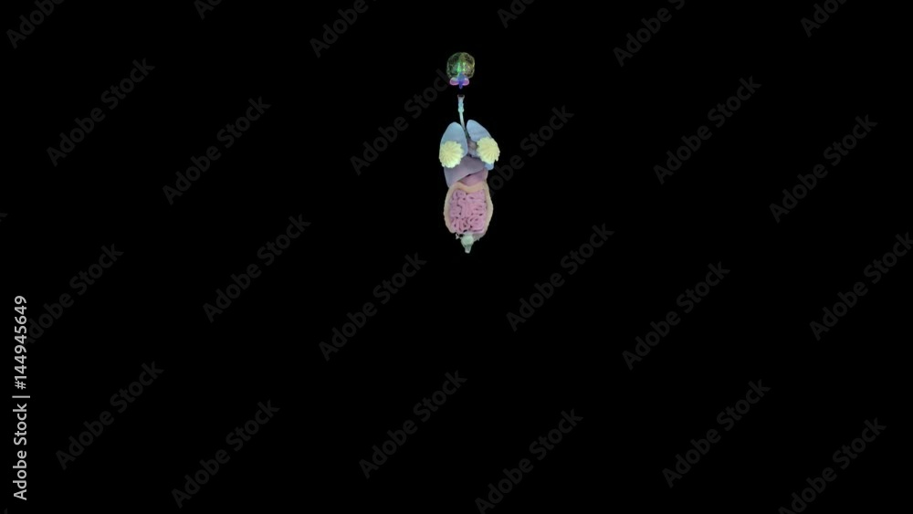 female body with organs and skeleton transparent walk cycle black ...