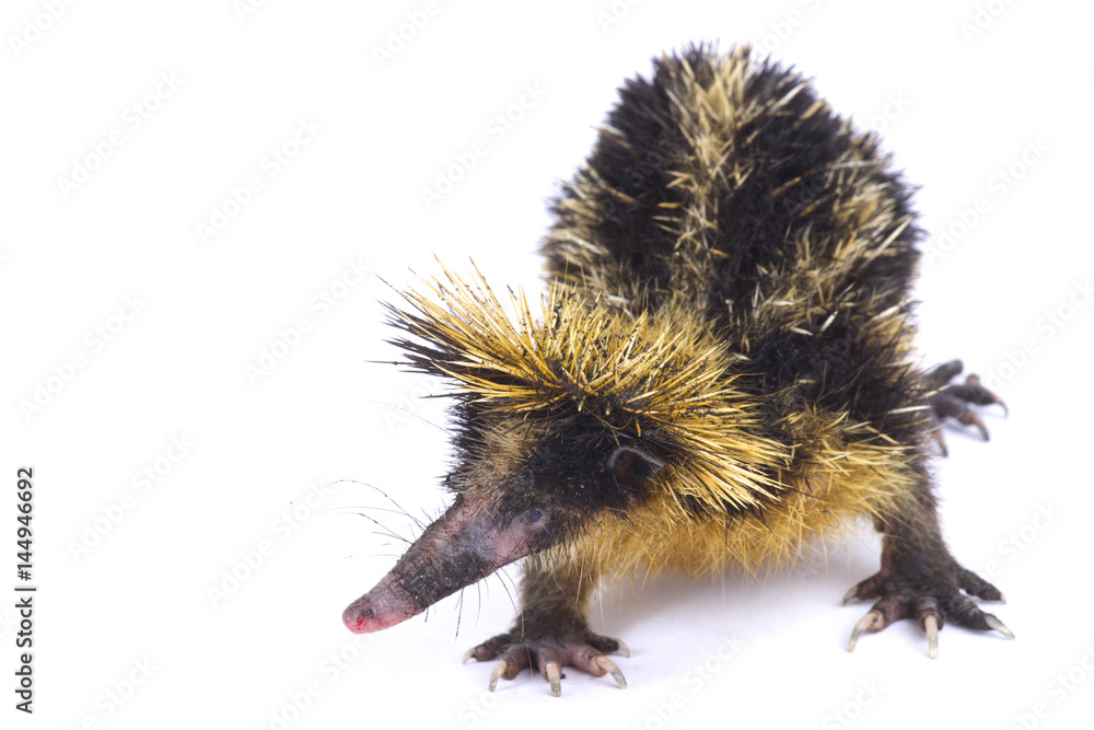 Lowland Streaked Tenrec