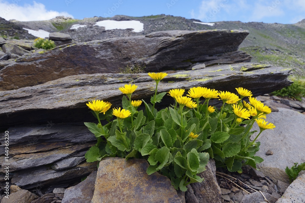A group of yellow alpine flowers, Doronicum grandiflorum Stock Photo ...