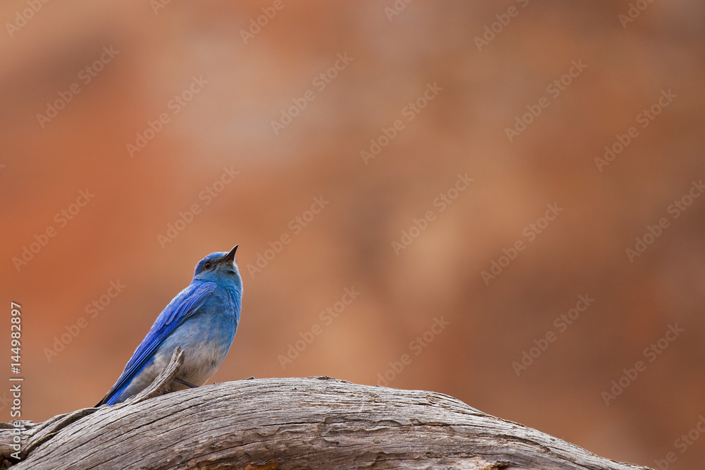 Blue Little Bird Stock Photo | Adobe Stock
