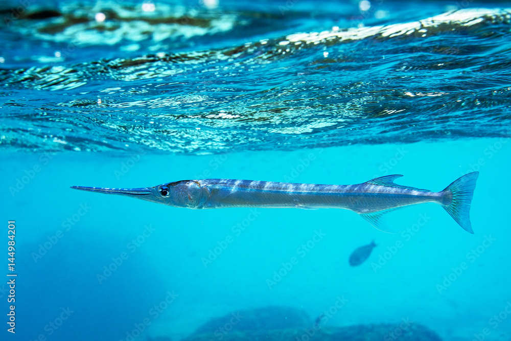 Houndfish Stock Photo | Adobe Stock