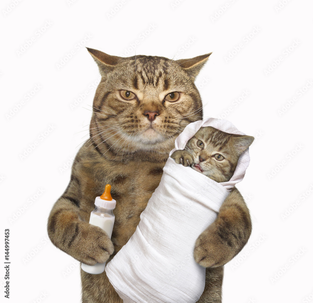 The cute cat is holding his baby in the one paw and a bottle of milk in ...