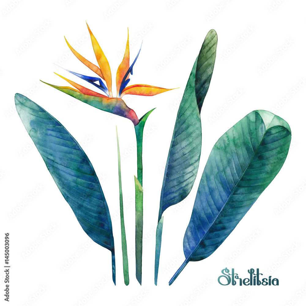 Watercolor strelitzia collection Stock Illustration | Adobe Stock