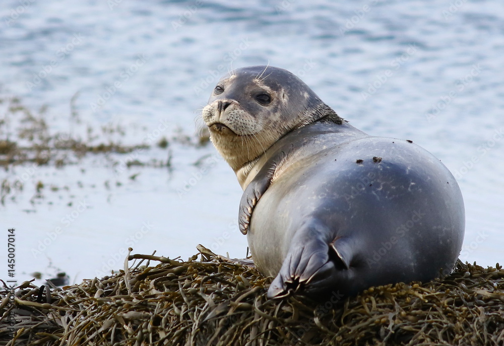 Leopard seal resting on seaweed, animals of iceland Stock Photo | Adobe ...