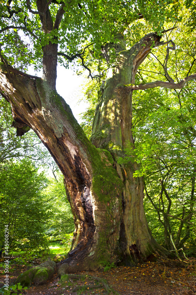Alter Baum Stock-Foto | Adobe Stock