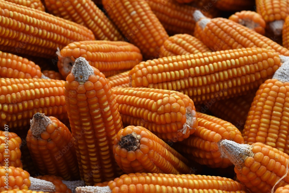 Detail many dry corn for food background Stock Photo | Adobe Stock