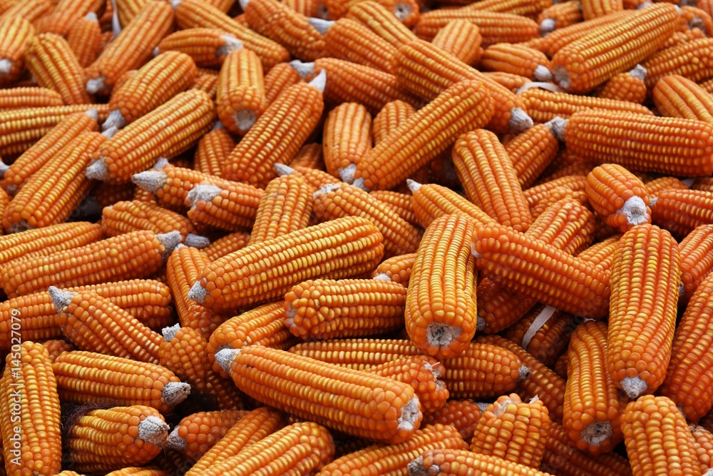 Detail many dry corn for food background Stock Photo | Adobe Stock