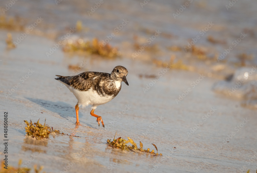 Ruddy Turnstone non-breeding adult shorebird forages for food on the ...