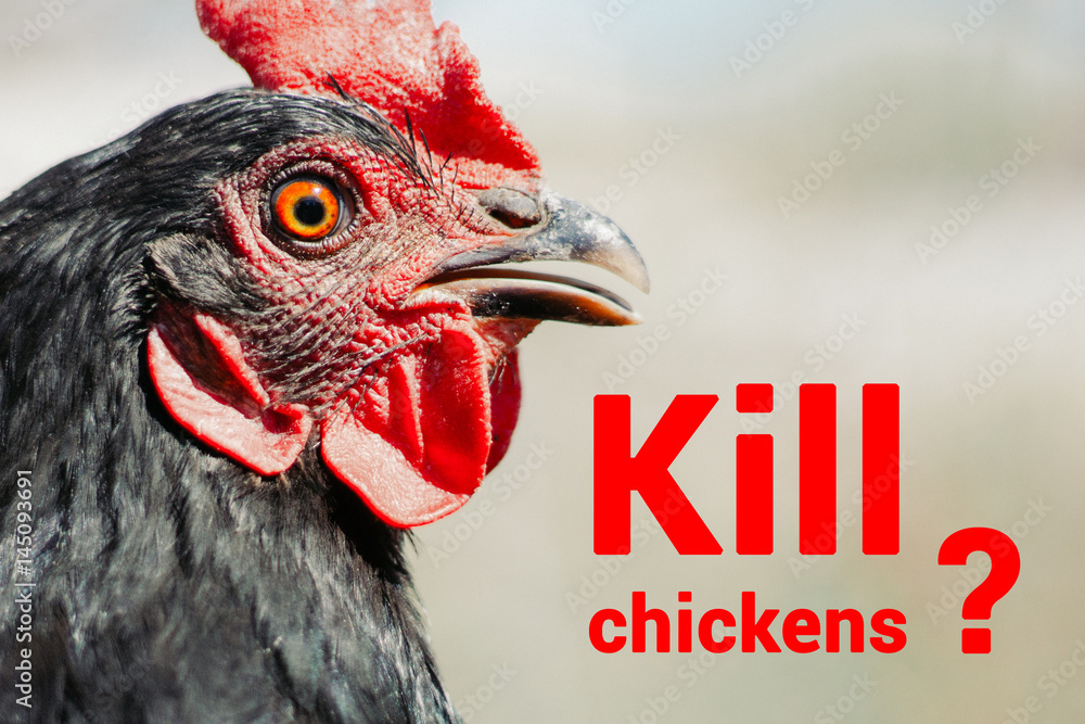 Foto de Beautiful chicken, close-up, concept of poultry. The threat of ... Foto de Beautiful chicken, close-up, concept of poultry. The threat of ...
