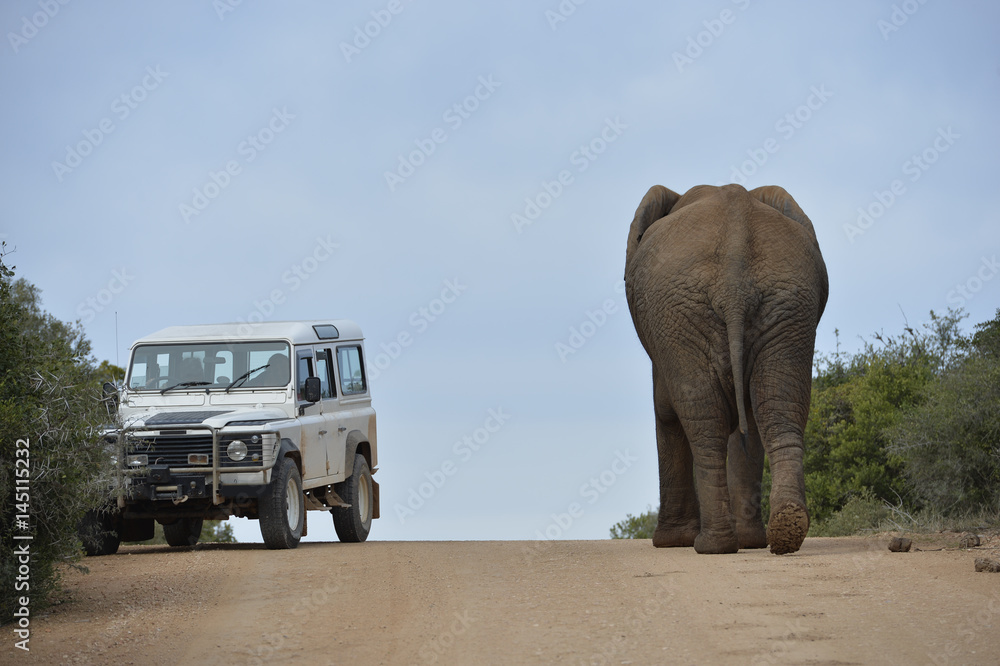 Bull African Elephant And Car