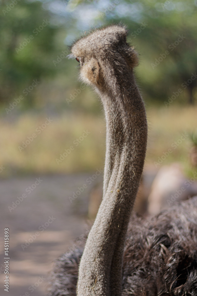 Poster Ostrich Neck twist around head turned away Marloth Park Lowveld ...