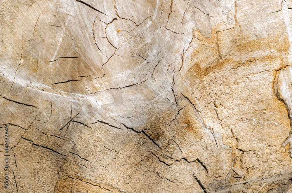 Old tree stump background,weathered wood texture with the cross section ...
