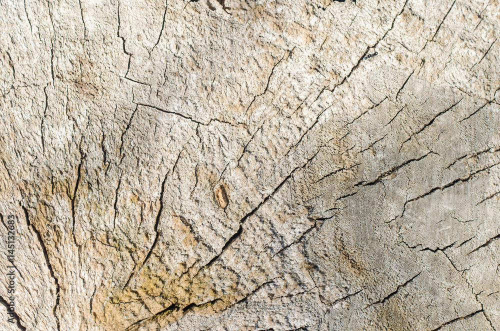 Old tree stump background,weathered wood texture with the cross section ...