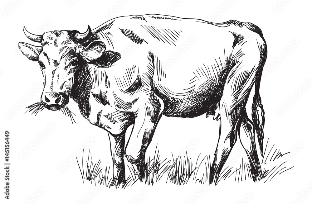 sketches of cows drawn by hand. livestock. cattle. animal grazing Stock ...