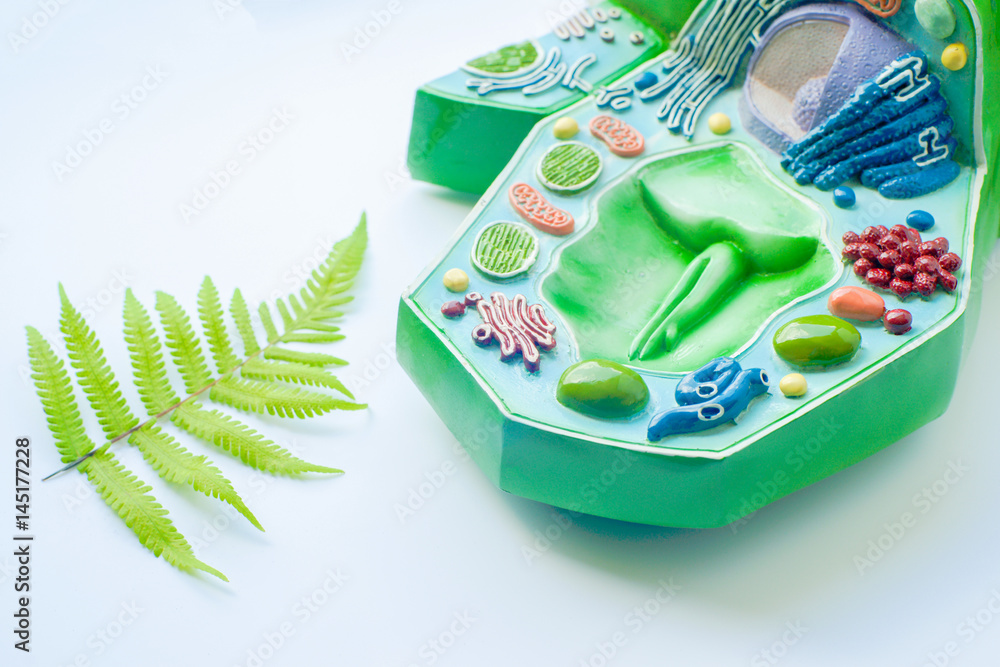 Plant leaf and model of plant cell in laboratory Stock Photo | Adobe Stock