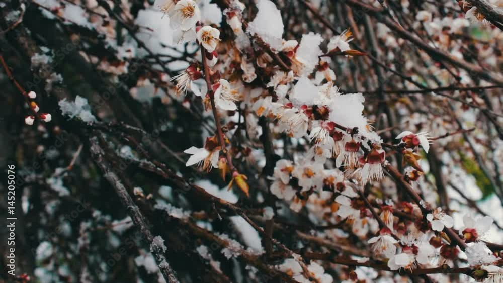 Rare phenomenon. Snow in spring. Branches of the Blossoming apple tree ...