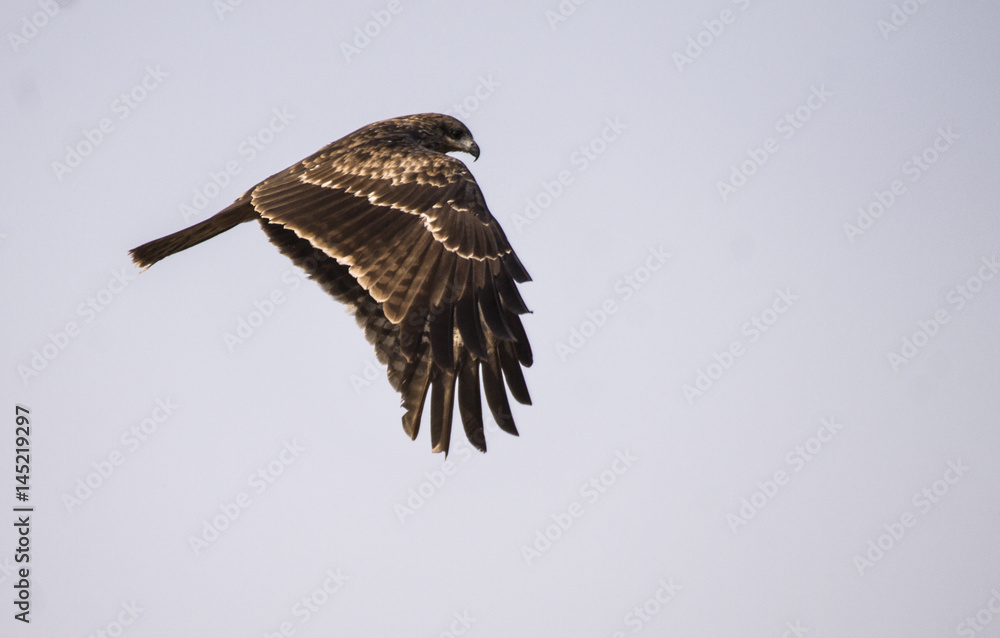 Indian Spotted Eagle Flight