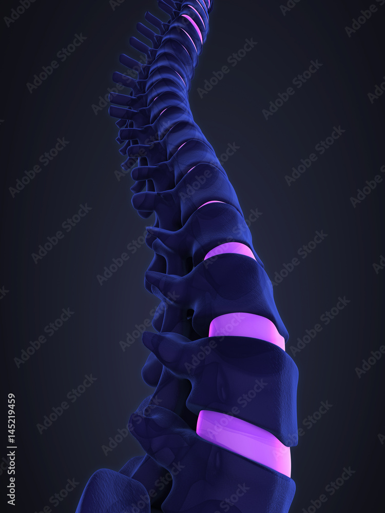 Human Spine Anatomy Stock Illustration | Adobe Stock