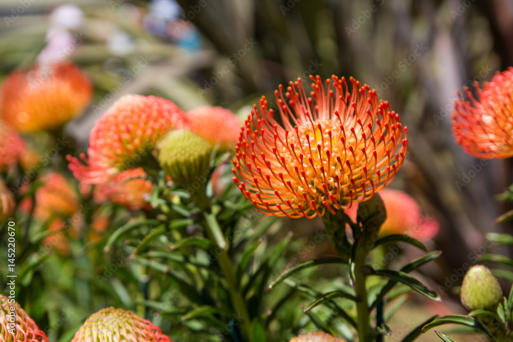 Poster Yellow flowering leucospermum bushes, also known as pincushion protea – Wall Art | UkPosters