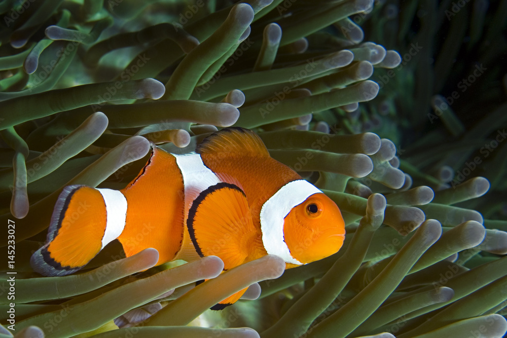 Baby Clownfish