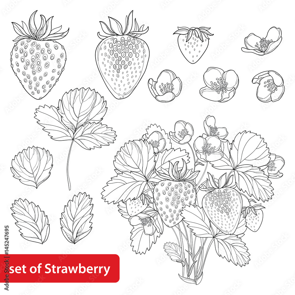 Vector set with outline Strawberry, bush, berry, flower and leaves in ...