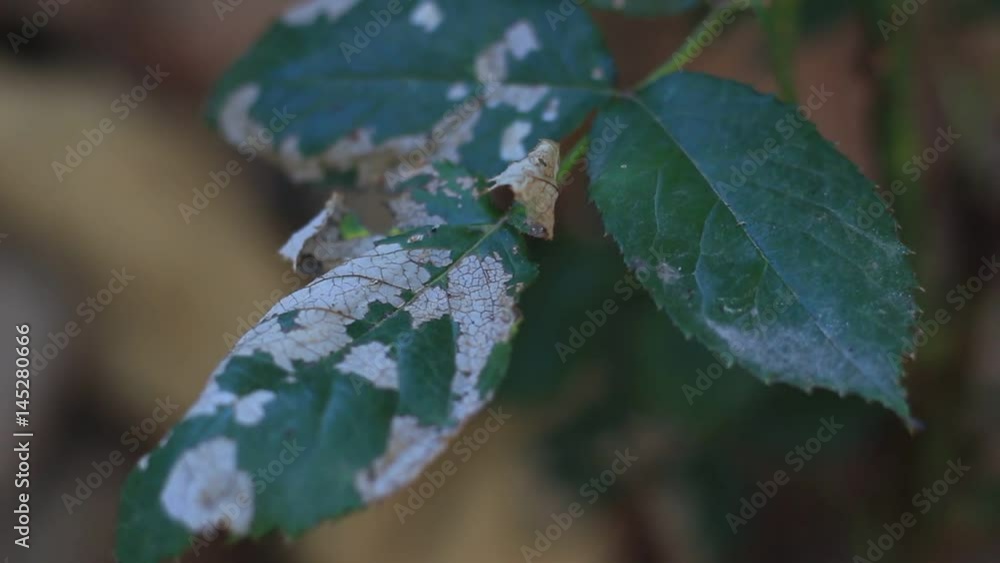 Rose slug (Hymenoptera), a type of sawfly larva, and typical ...
