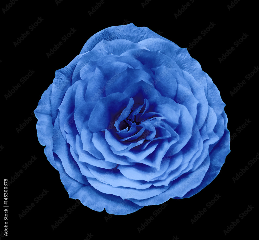 blue rose flower,black isolated background with clipping path. Closeup ...