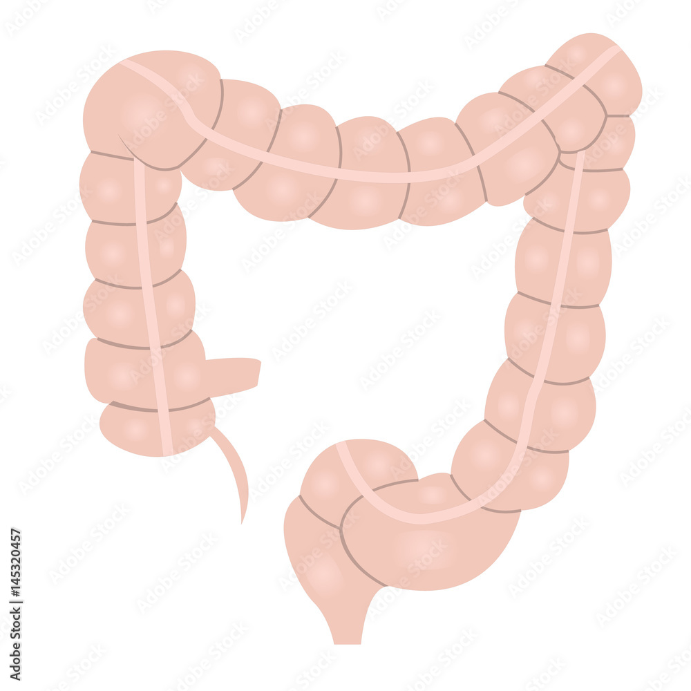 Colon Drawing