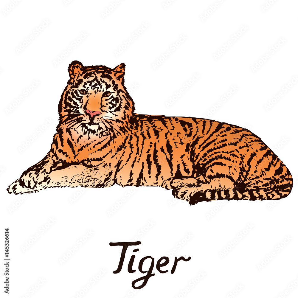 Tiger lying portrait, hand drawn doodle color sketch in pop art style ...