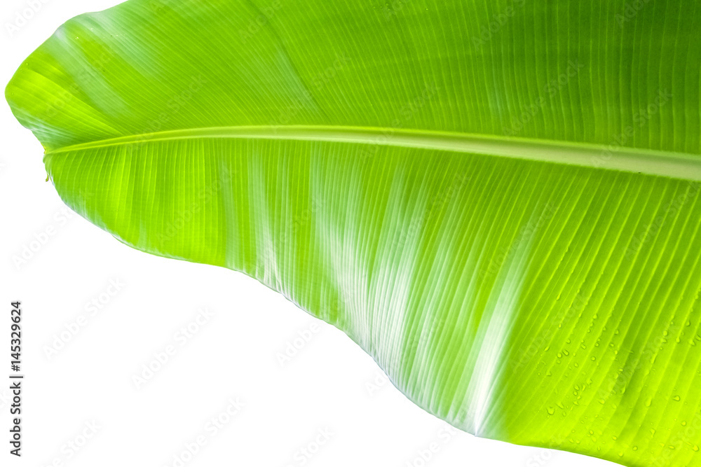 feuille de bananier sur fond blanc Stock Photo | Adobe Stock