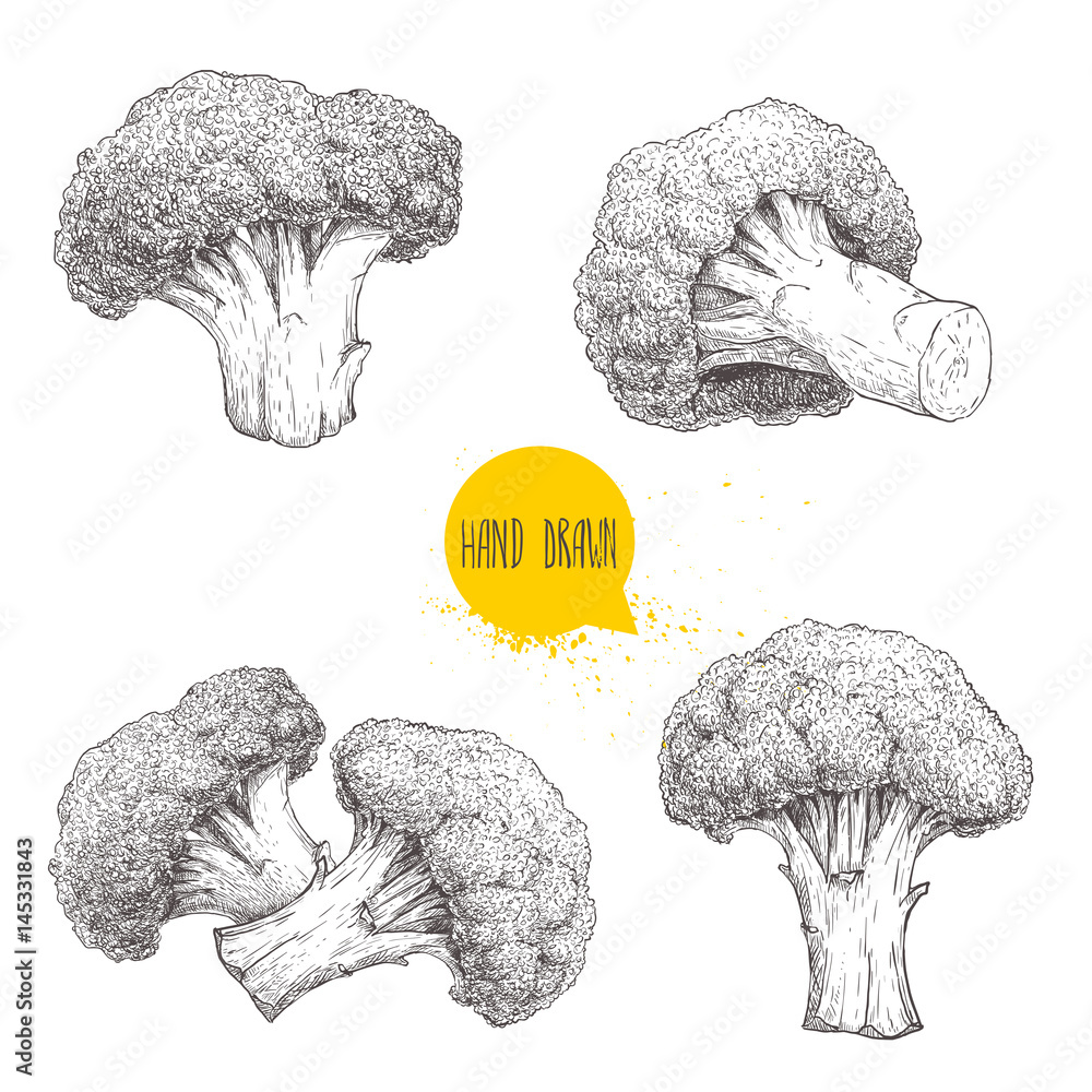 Hand drawn sketch style set illustrations of broccoli. Healthy ...