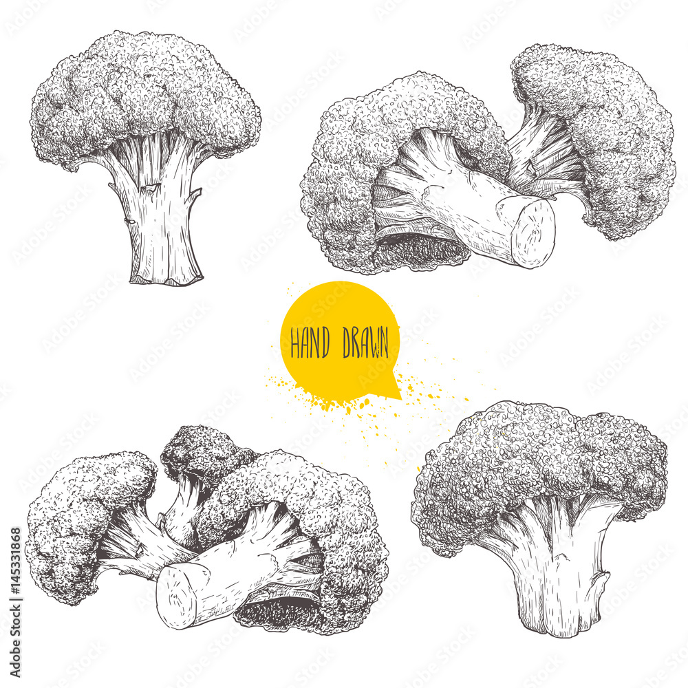 Hand drawn sketch style set illustrations of broccoli. Healthy food ...