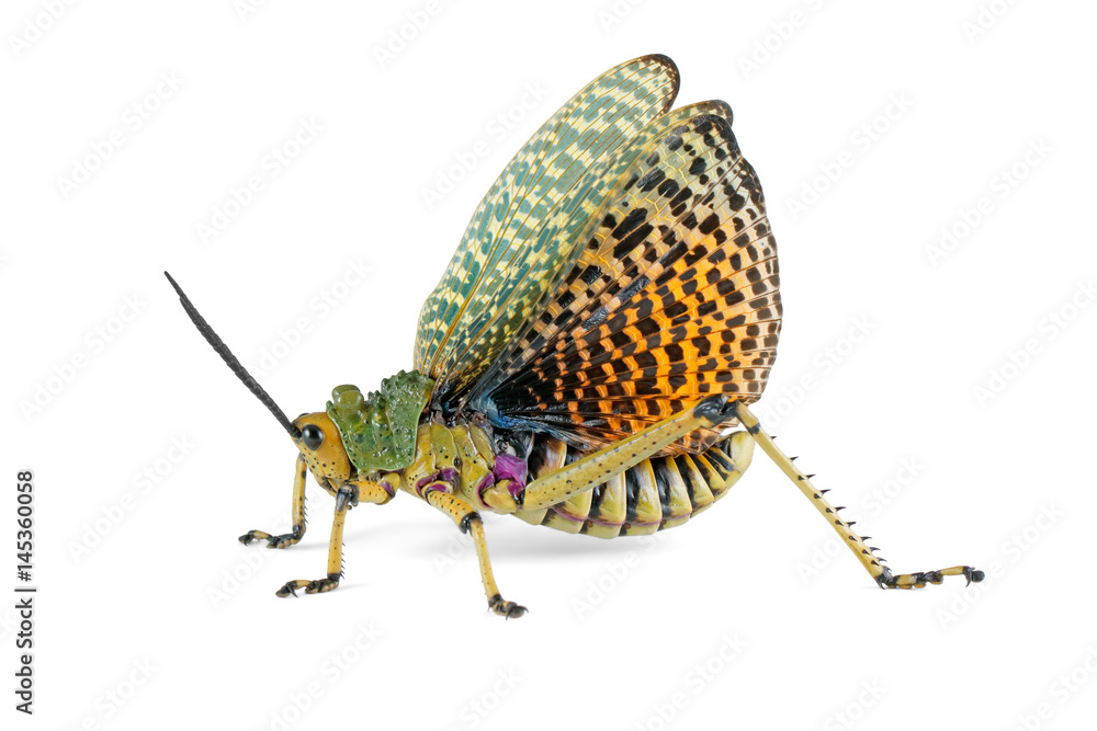 Milkweed locust (Phymateus spp.) with open wings on white, South Africa ...