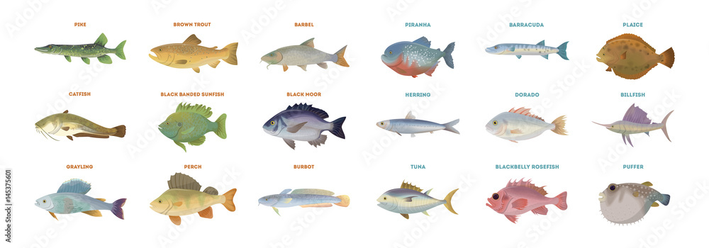 River fish set. Isolated fish on white background. Stock Vector | Adobe ...