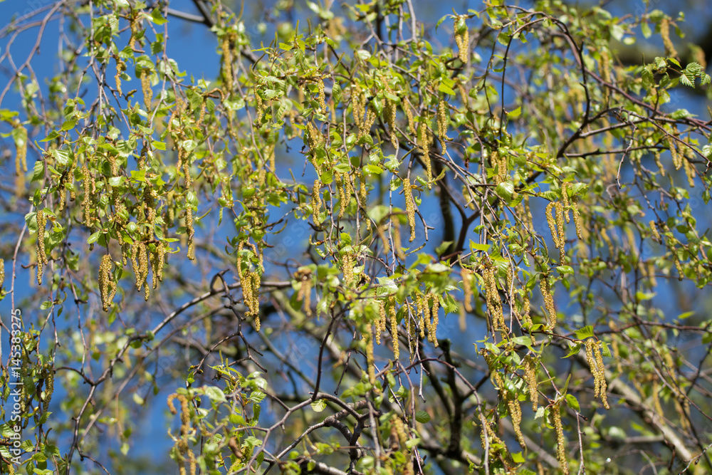 Seasonal allergy - birch tree blossom, pollen Stock Photo | Adobe Stock