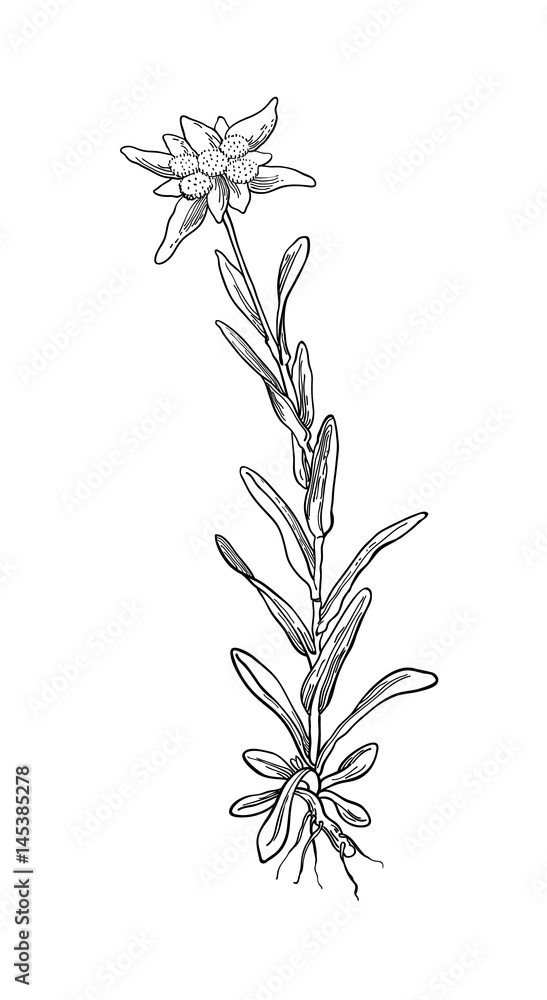 Black silhouette outline edelweiss flower, the symbol of alpinism, with ...