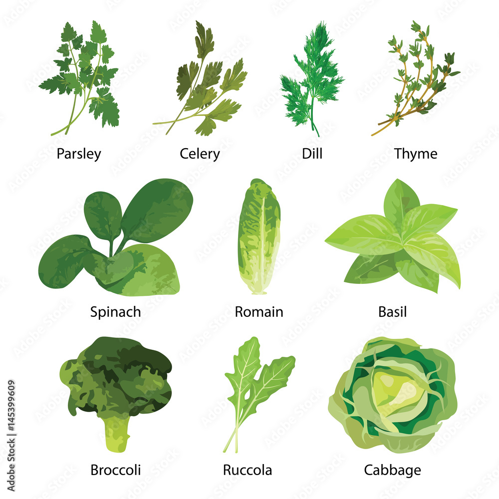 Green salad leaves. Vector vegetarian healthy food leaf set isolated on ...