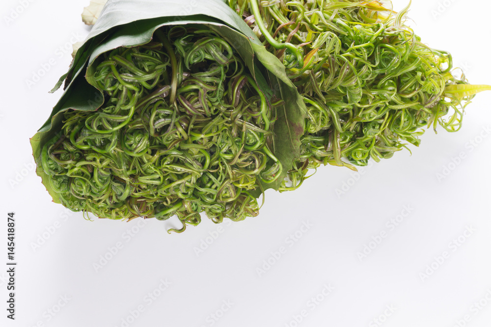 Midin (Stenochlaena palustris) is the popular wild vegetable of Sarawak ...