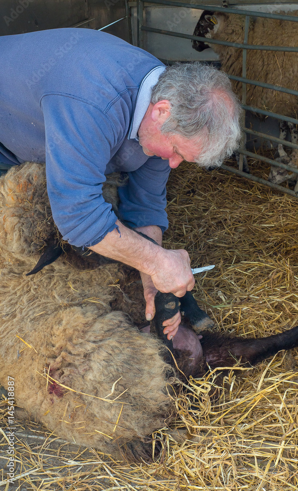 Farming caring for sheep by cleaning their hooves Stock Photo | Adobe Stock