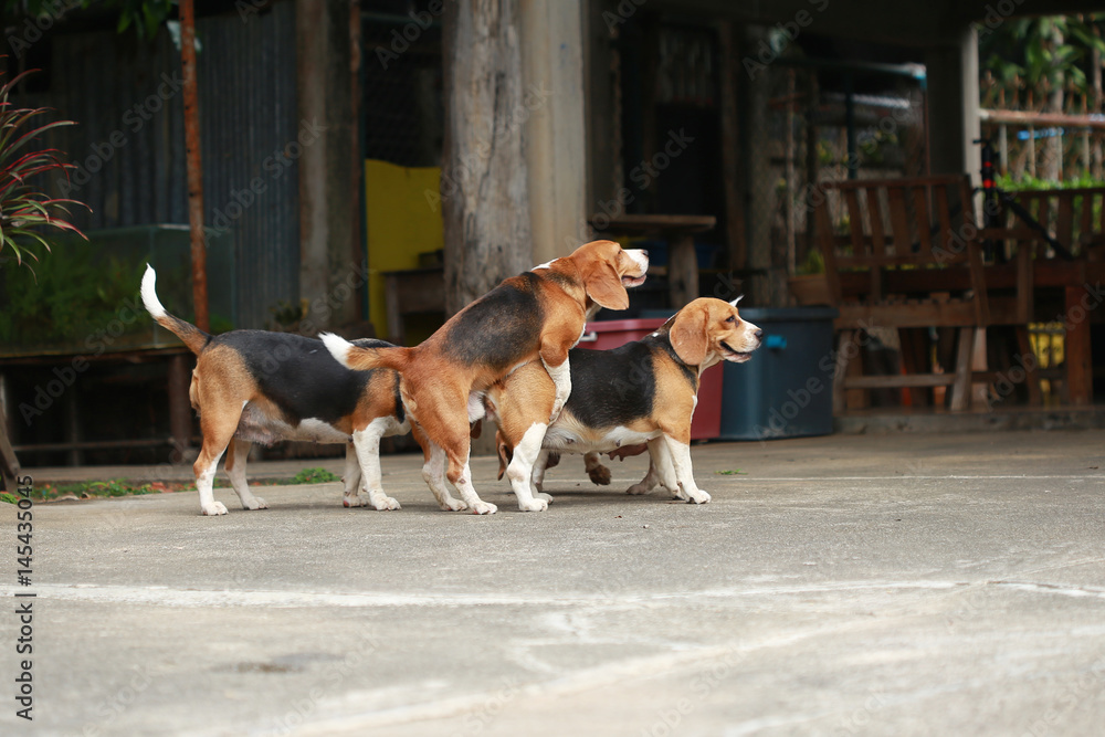 purebred beagle dog are now receptive in mating, friendship between two ...