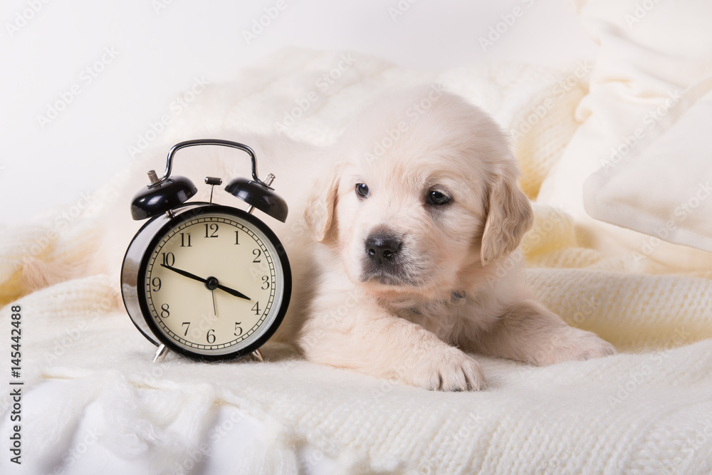 cute little golden retriever puppy with wind-up keywound alarm clock ...