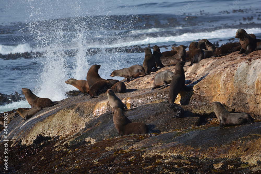 Foto de Robben auf einem Felsen auf Duiker Island in der Hout Bay do ...