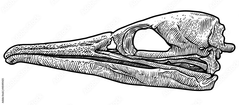 Bird skull illustration, drawing, engraving, ink, line art, vector ...