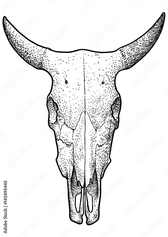 Cow skull illustration, drawing, engraving, ink, line art, vector Stock ...
