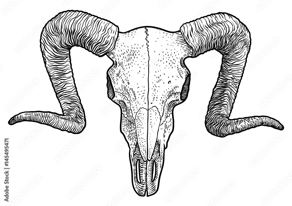 Ram skull illustration, drawing, engraving, ink, line art, vector Stock ...