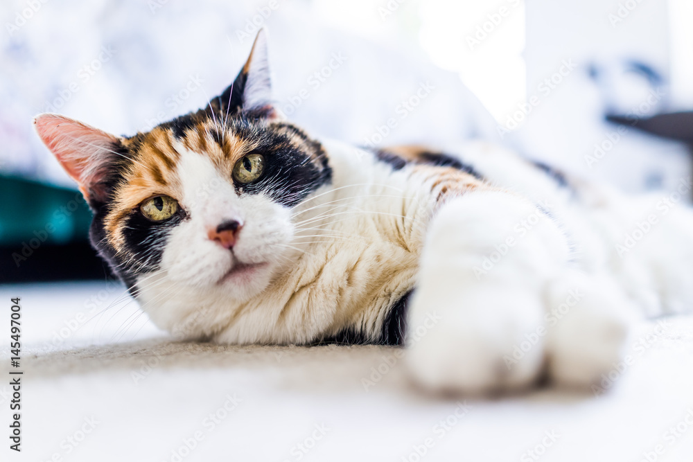 Closeup portrait of angry calico cat face with paws on carpet Stock ...