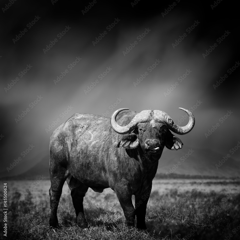 Black and white image of a buffalo Stock Photo | Adobe Stock