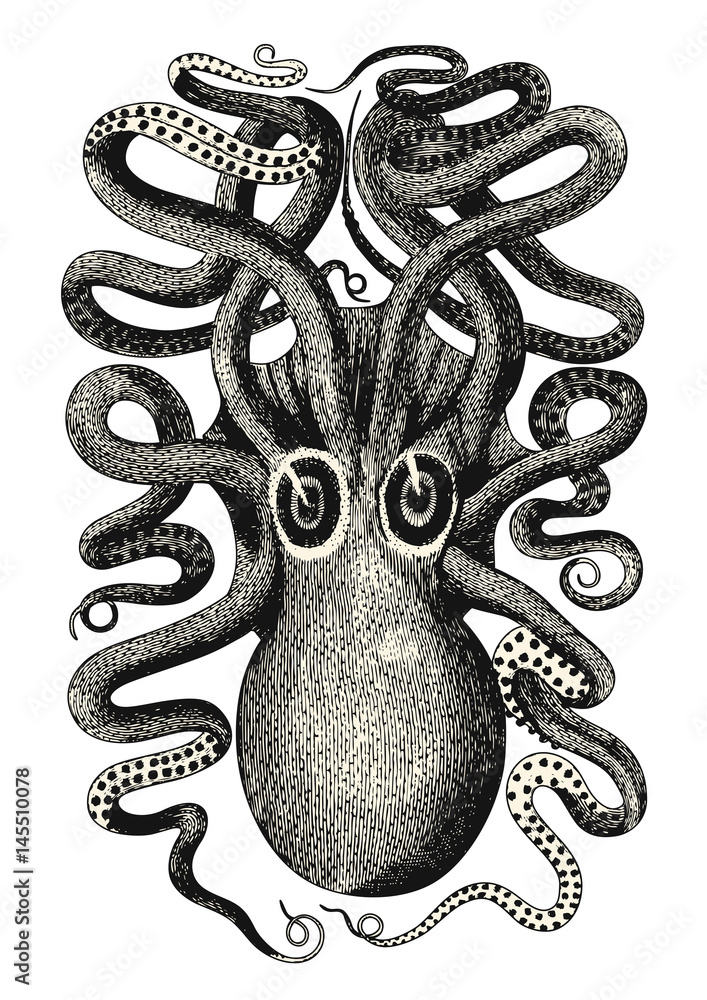 vintage animal engraving / drawing: octopus - vector design element ...